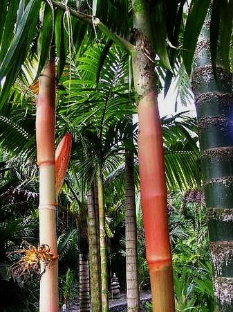 Areca macrocalyx var. 'Marie' - Palmpedia - Palm Grower's Guide