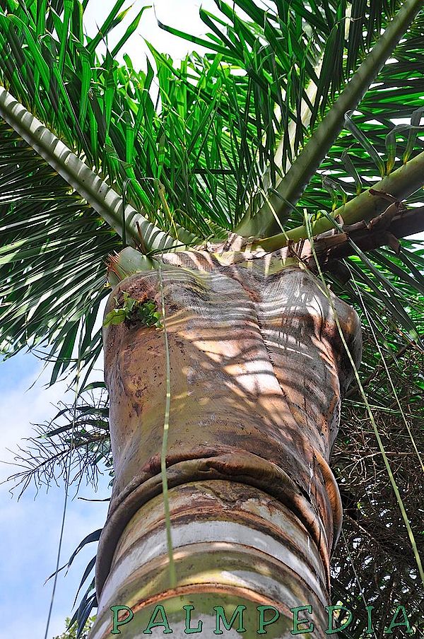 Palmpedia - Palm Grower's Guide