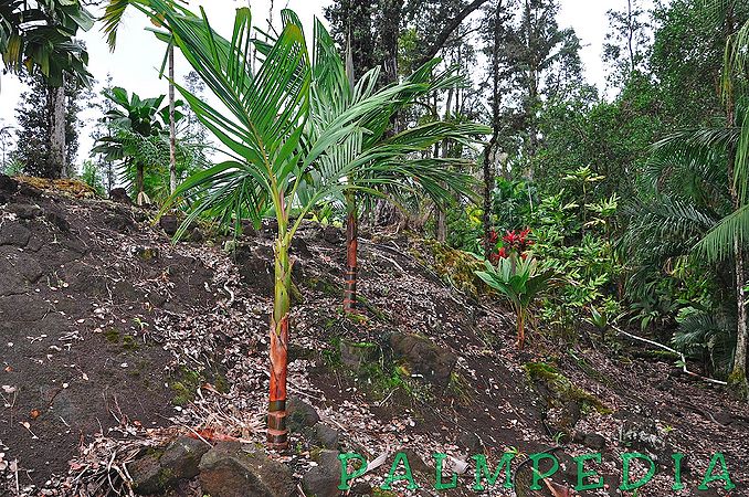 Loxococcus rupicola - Palmpedia - Palm Grower's Guide