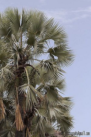 Hyphaene petersiana - Palmpedia - Palm Grower's Guide