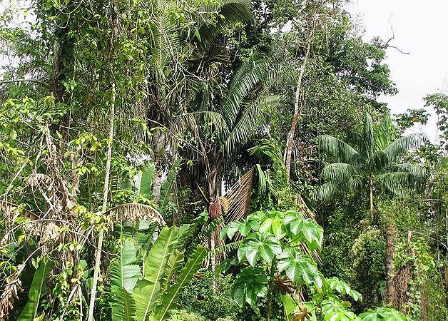 Oenocarpus bataua - Palmpedia - Palm Grower's Guide