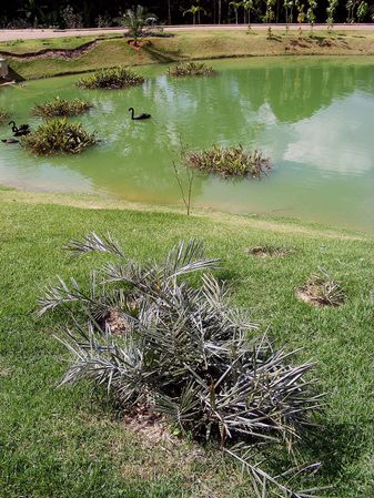 Syagrus microphylla - Palmpedia - Palm Grower's Guide