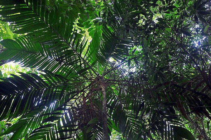 Geonoma interrupta - Palmpedia - Palm Grower's Guide