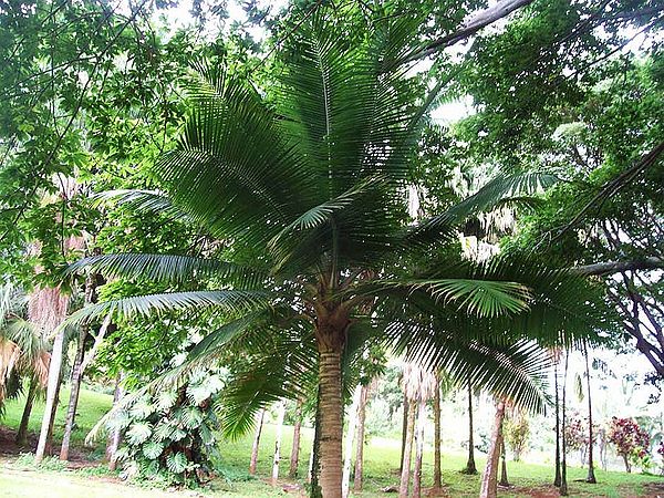 Ravenea rivularis - Palmpedia - Palm Grower's Guide