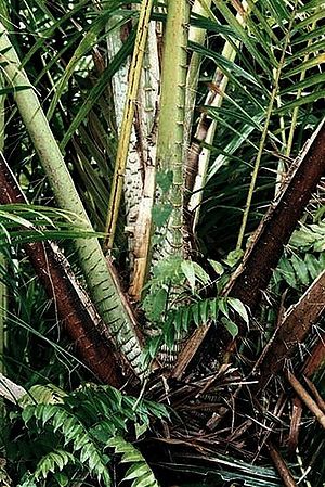Metroxylon sagu - Palmpedia - Palm Grower's Guide