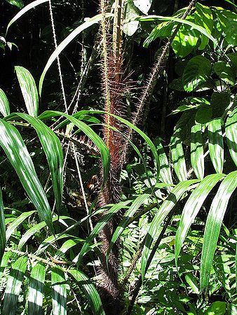 Calamus australis - Palmpedia - Palm Grower's Guide