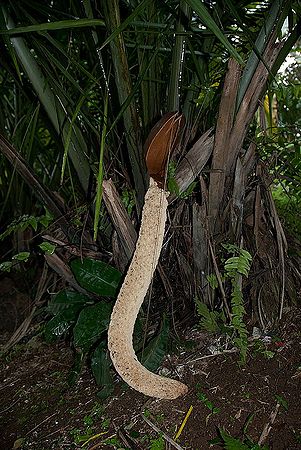 Phytelephas macrocarpa - Palmpedia - Palm Grower's Guide