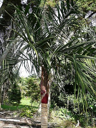 Geonoma undata - Palmpedia - Palm Grower's Guide