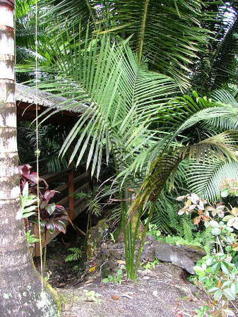 Ravenea lakatra - Palmpedia - Palm Grower's Guide
