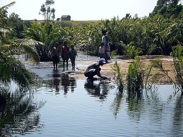 Ravenea musicalis - Palmpedia - Palm Grower's Guide