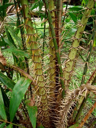 Salacca zalacca - Palmpedia - Palm Grower's Guide