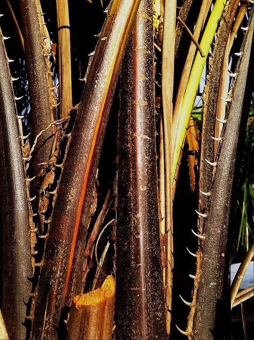 Syagrus schizophylla - Palmpedia - Palm Grower's Guide