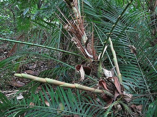 Daemonorops hirsuta - Palmpedia - Palm Grower's Guide
