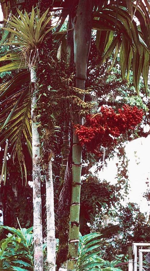 Areca triandra - Palmpedia - Palm Grower's Guide