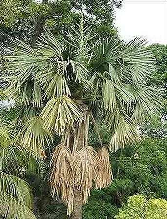 Corypha taliera - Palmpedia - Palm Grower's Guide