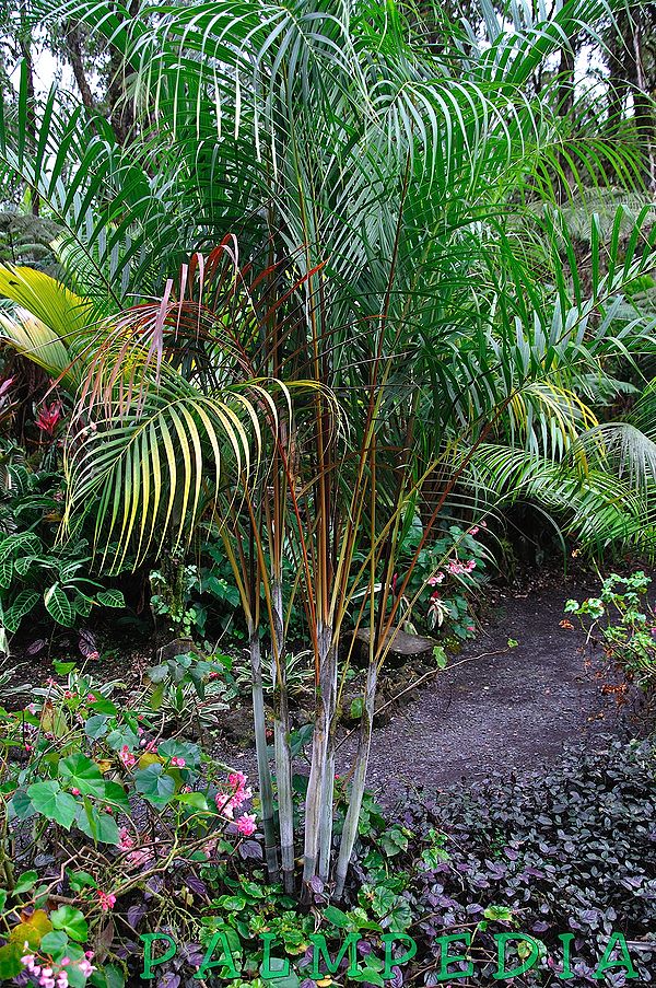 DYPSIS DISCUSSIONS - Palmpedia - Palm Grower's Guide