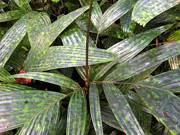 Pinanga disticha - Palmpedia - Palm Grower's Guide