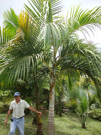 Bentinckia condapanna - Palmpedia - Palm Grower's Guide