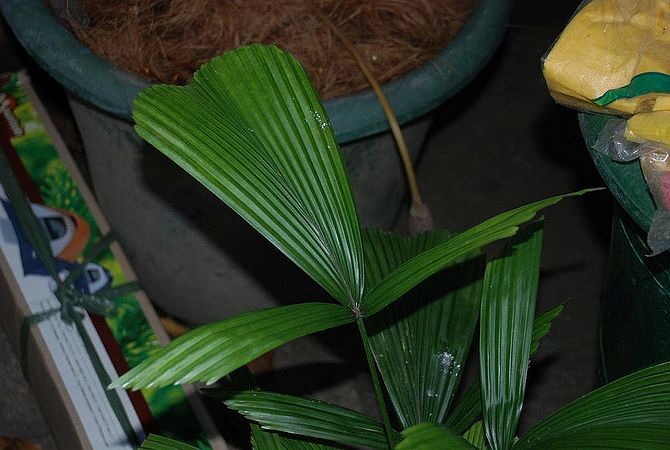 Licuala sp. 'suchiniae' - Palmpedia - Palm Grower's Guide