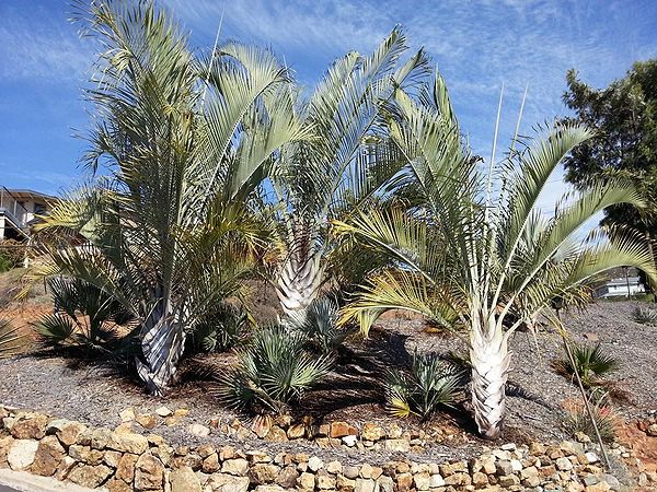 Brahea decumbens - Palmpedia - Palm Grower's Guide