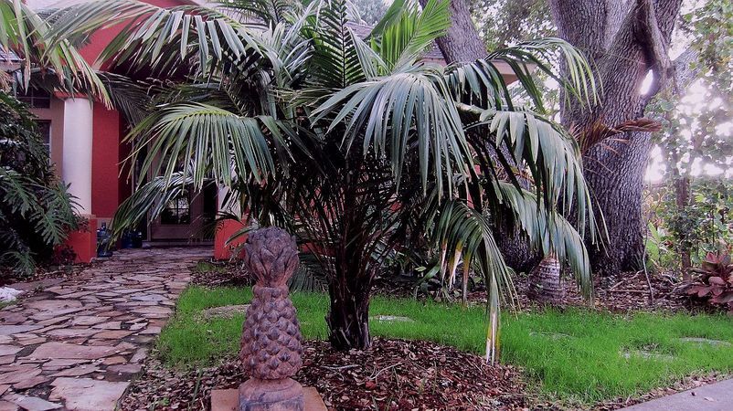 Syagrus schizophylla - Palmpedia - Palm Grower's Guide