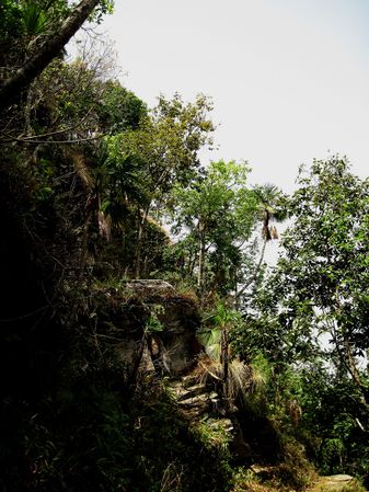 Trachycarpus martianus - Palmpedia - Palm Grower's Guide