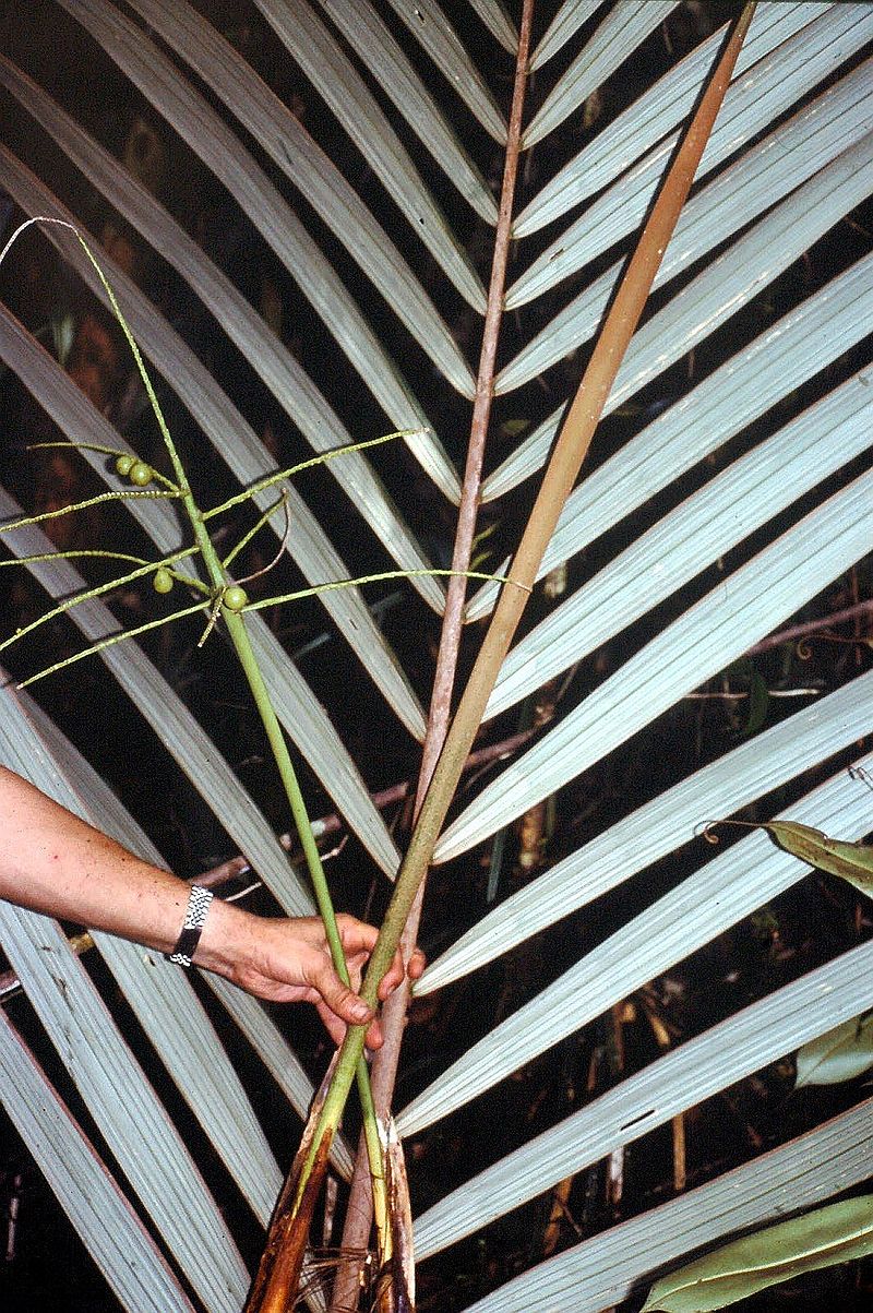 Orania parva - Palmpedia - Palm Grower's Guide