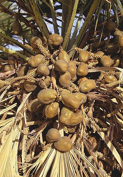 The gingerbread date palm - DISCUSSING PALM TREES WORLDWIDE - PalmTalk