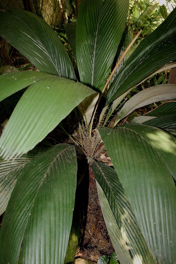 Salacca minuta - Palmpedia - Palm Grower's Guide