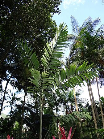 Pinanga patula - Palmpedia - Palm Grower's Guide