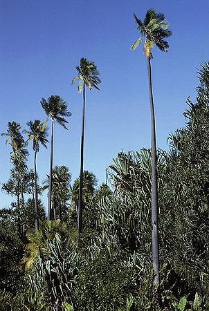 Ravenea rivularis - Palmpedia - Palm Grower's Guide