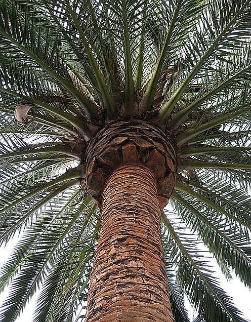Phoenix canariensis - Palmpedia - Palm Grower's Guide