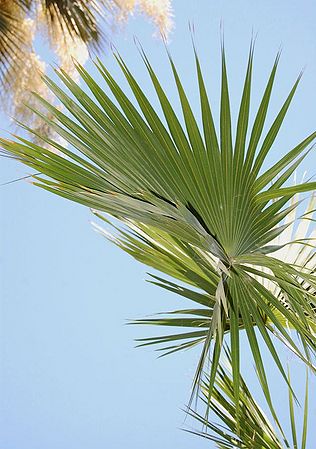 Brahea aculeata - Palmpedia - Palm Grower's Guide