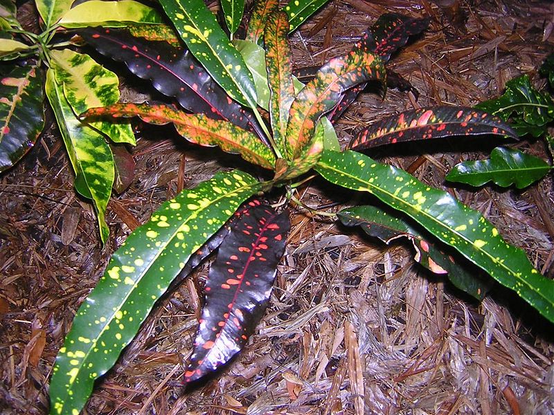 CAPTAIN KIDD - Palmpedia - Palm Grower's Guide