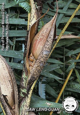 Daemonorops grandis - Palmpedia - Palm Grower's Guide