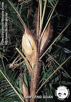 Daemonorops sepal - Palmpedia - Palm Grower's Guide
