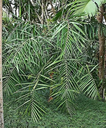 Dypsis rivularis - Palmpedia - Palm Grower's Guide