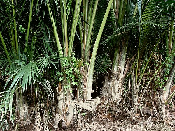 Metroxylon - Alchetron, The Free Social Encyclopedia