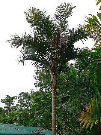 Orania longisquama - Palmpedia - Palm Grower's Guide