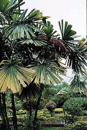 Licuala paludosa - Palmpedia - Palm Grower's Guide
