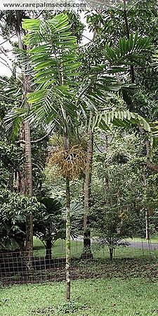 Veitchia vitiensis - Palmpedia - Palm Grower's Guide