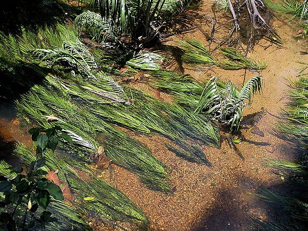 Ravenea musicalis - Palmpedia - Palm Grower's Guide