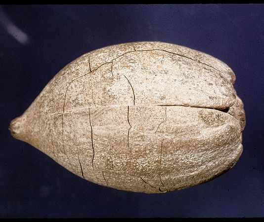 Attalea funifera - Palmpedia - Palm Grower's Guide