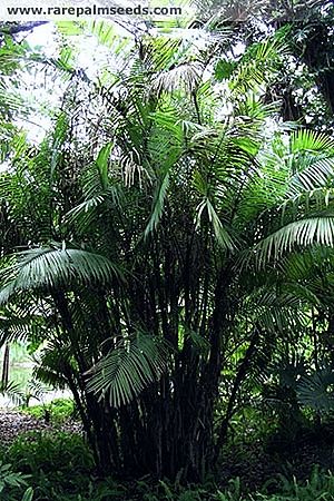 Bactris concinna - Palmpedia - Palm Grower's Guide