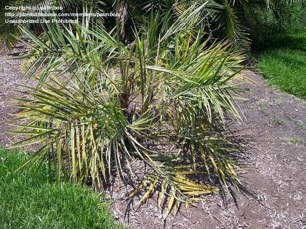 Phoenix paludosa - Palmpedia - Palm Grower's Guide