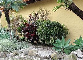 COSTA RICAN CROTON PICTURES - Palmpedia - Palm Grower's Guide