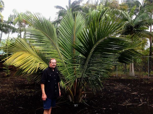 Voanioala gerardii - Palmpedia - Palm Grower's Guide