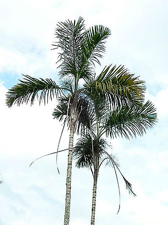 Gaussia attenuata - Palmpedia - Palm Grower's Guide
