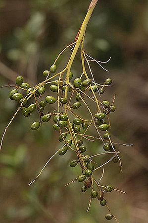 Livistona humilis - Palmpedia - Palm Grower's Guide