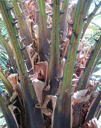 Copernicia alba - Palmpedia - Palm Grower's Guide